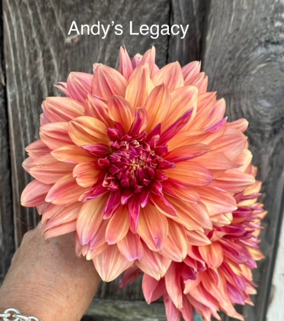 Andy's Legacy Dahlia Tuber | Rusty Shovel Gardens, LLC