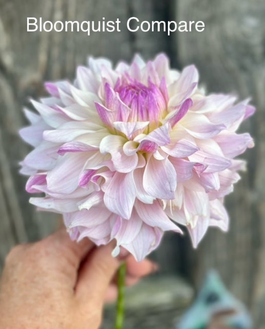 Bloomquist Compare Dahlia Tuber | Rusty Shovel Gardens, LLC