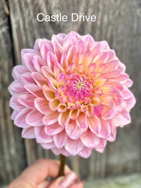 Castle Drive Dahlia Tuber | Rusty Shovel Gardens, LLC