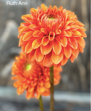 Ruth Ann Dahlia Tuber | Rusty Shovel Gardens, LLC