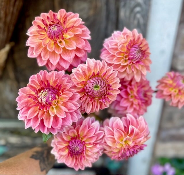 Bloomquist Alan Dahlia Tuber | Rusty Shovel Gardens, LLC